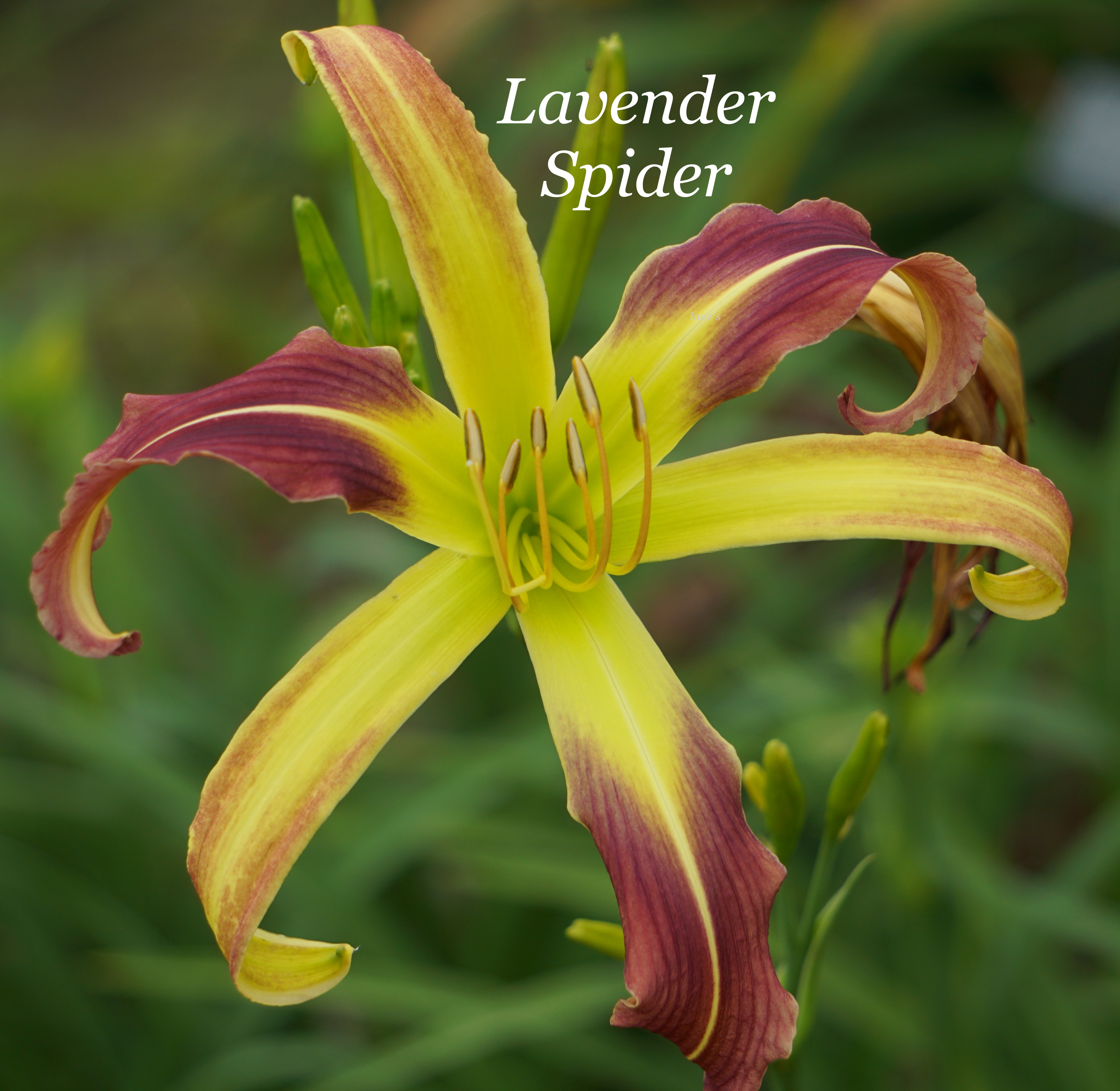 General Listing: F – O – Windyhill Daylily Garden