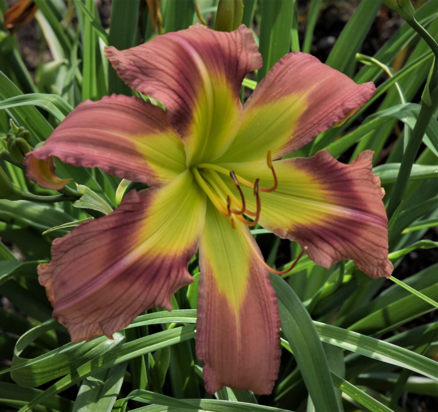 Raymond’s New Introductions - Windyhill Daylily Garden